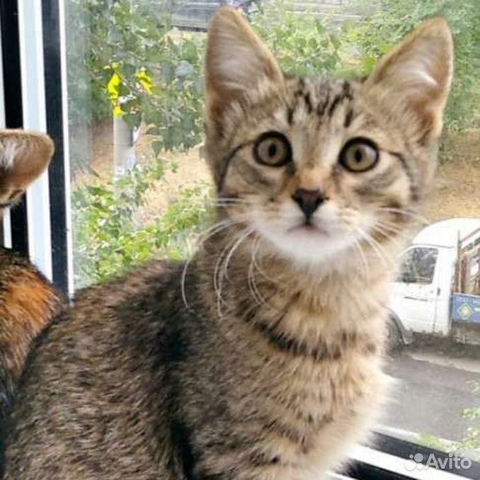 Ласковый Шпротик., 3 месяца