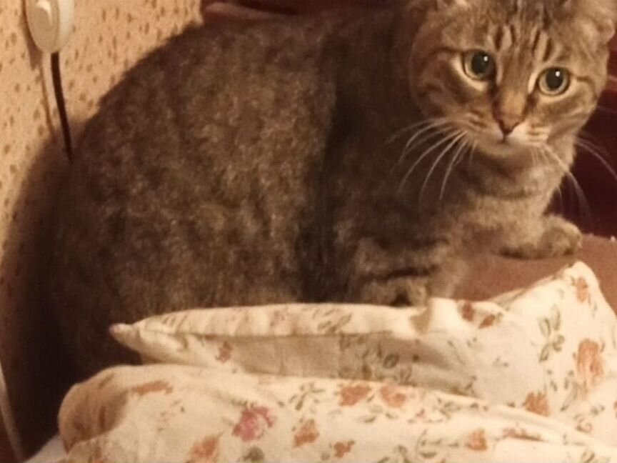 Котики