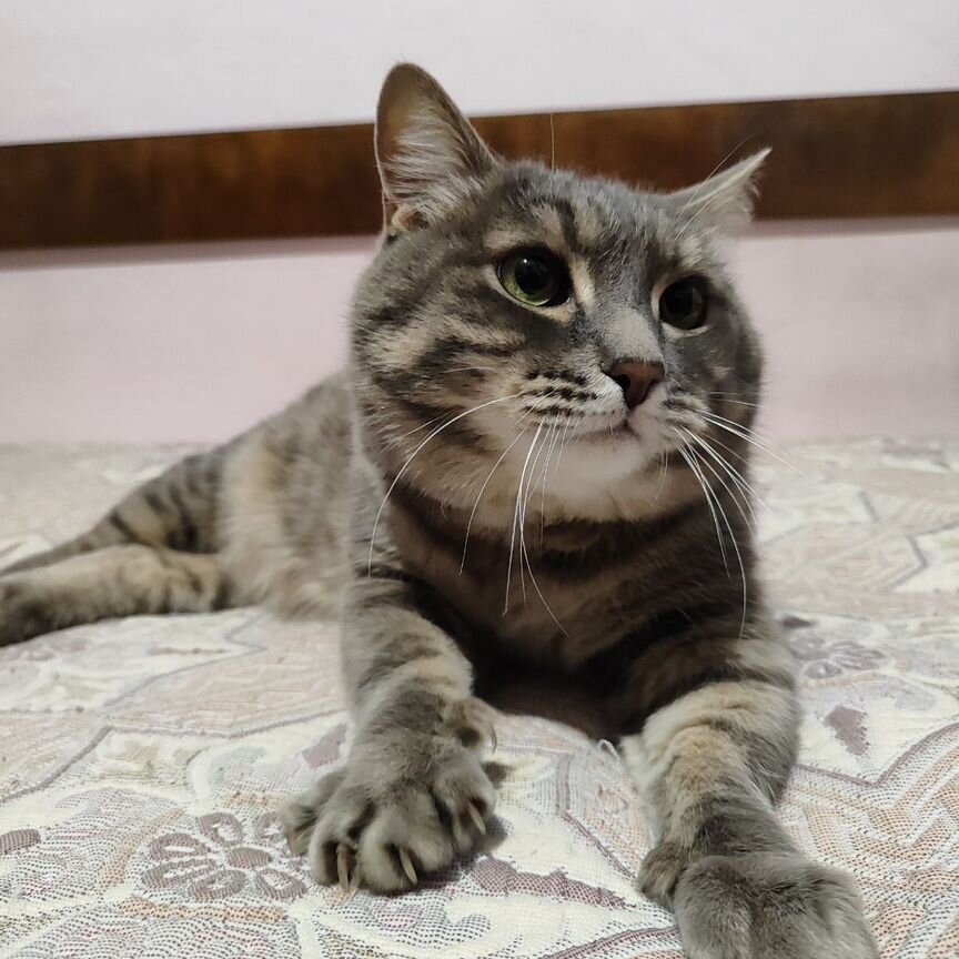 Кот Васька