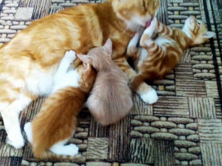Коты будут больше 6 кг