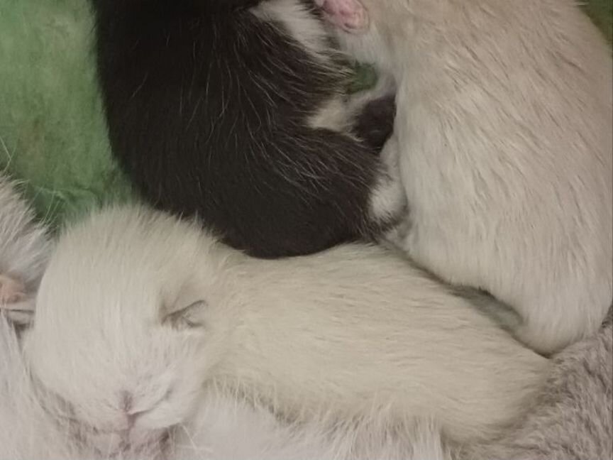 Британские котята