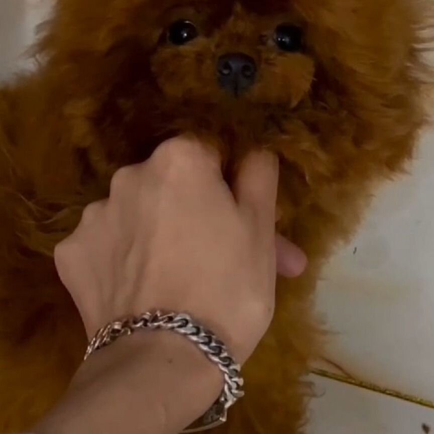 Девочка кукольная тедди тикап