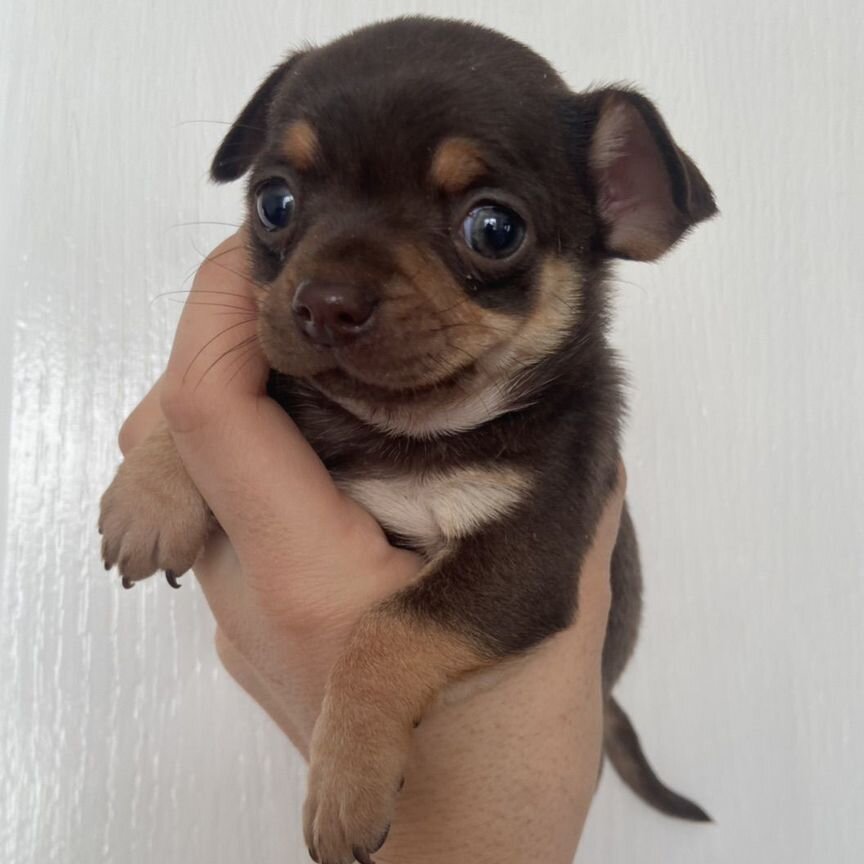 Щенки чихуахуа