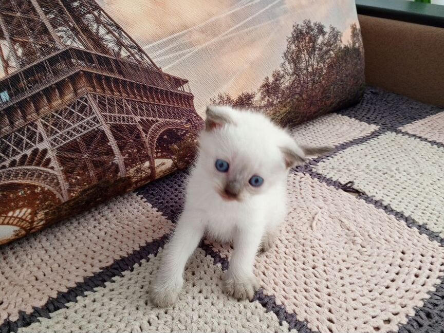 Котята