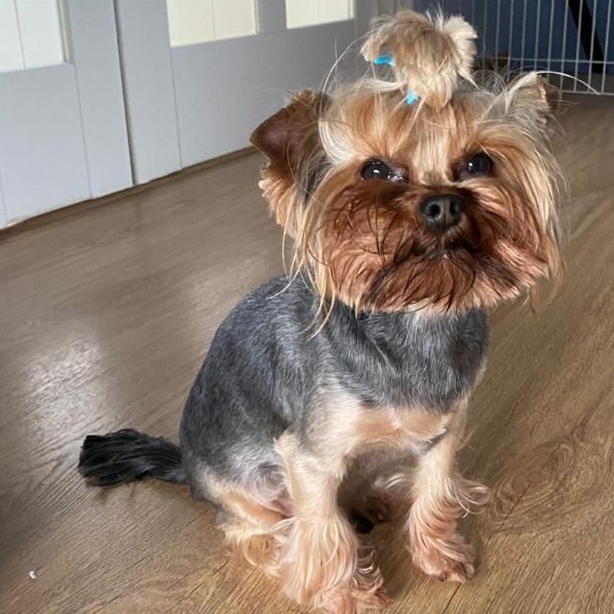 Йоркширский терьер