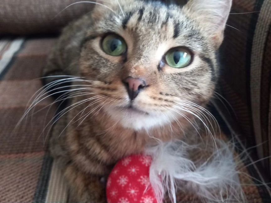 Миниатюрная кошка