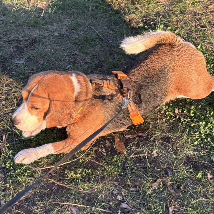 Бигль, взрослая собака