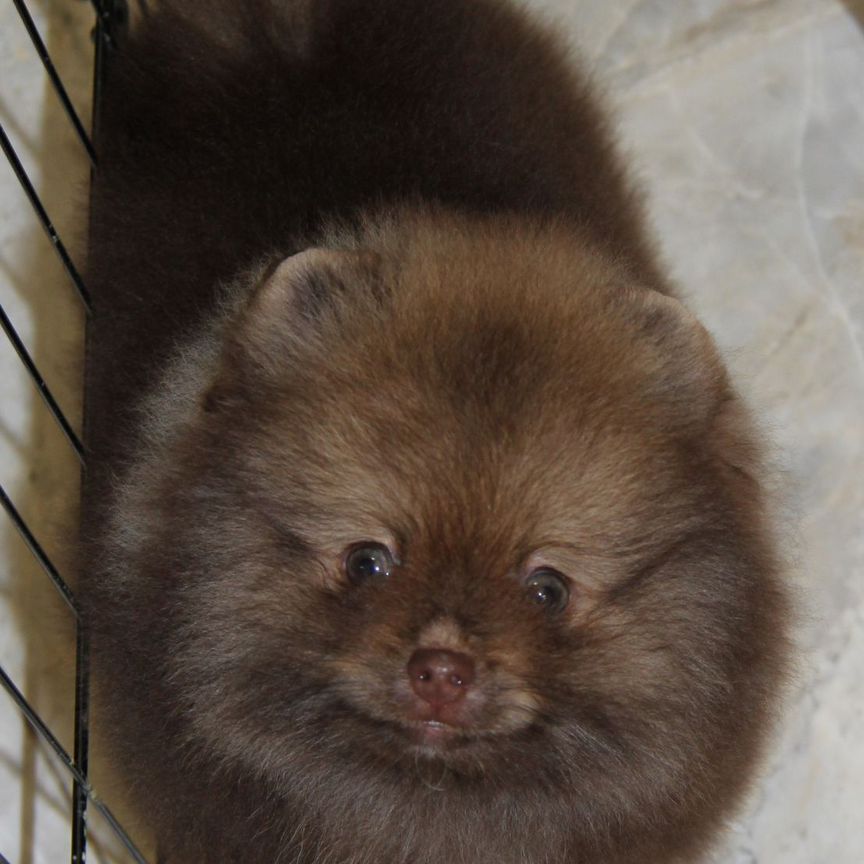 Померанский шпиц, щенок