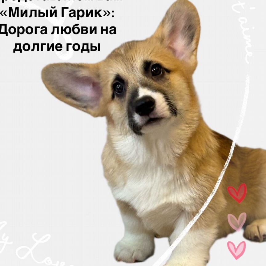 Вельш Корги Пемброк, щенок