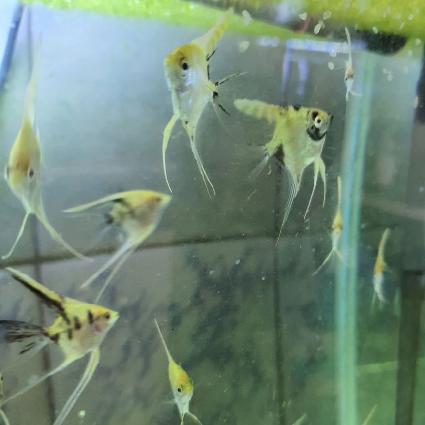 Подростки Скалярии