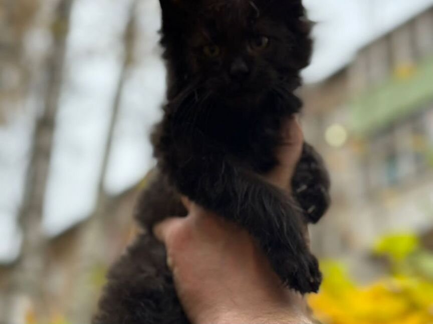 Котик Мейкун