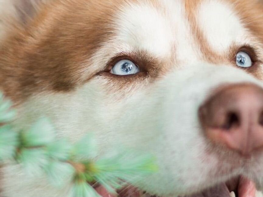 Хаски рыжая в добрые руки