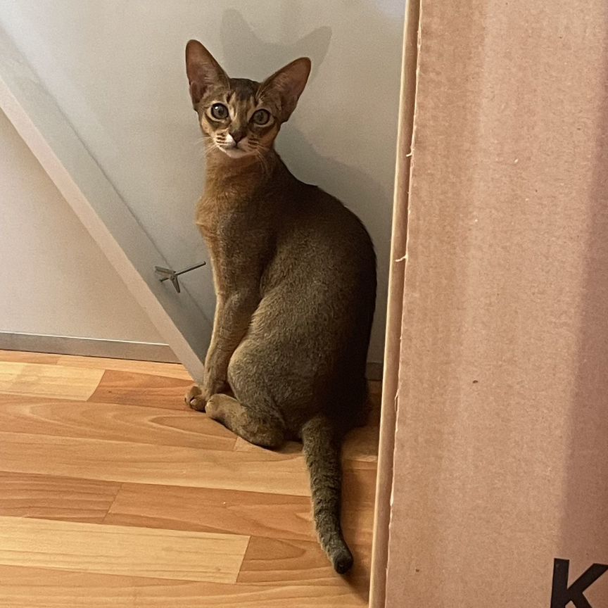 Абиссинская, взрослая кошка