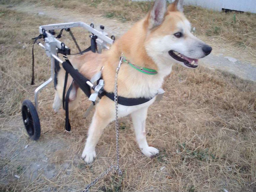 Орион собака из приюта ищет дом