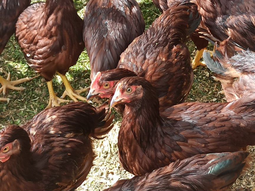 Куры молодки несушки Род Айленд