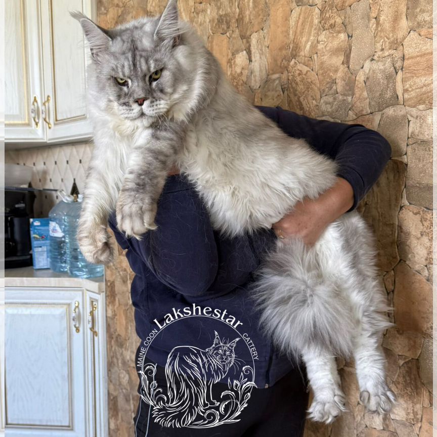 Мейн-кун котёнок