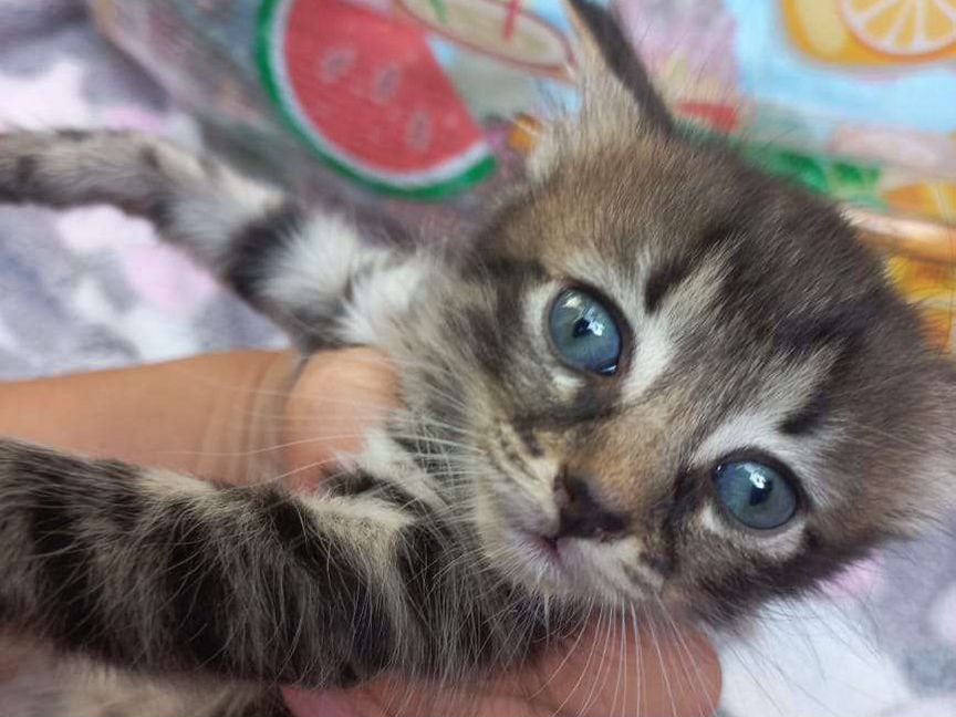 Кошечка лапочка