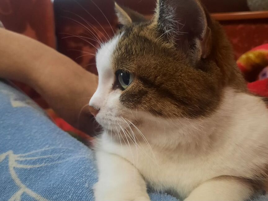 Кошка в дар бесплатно