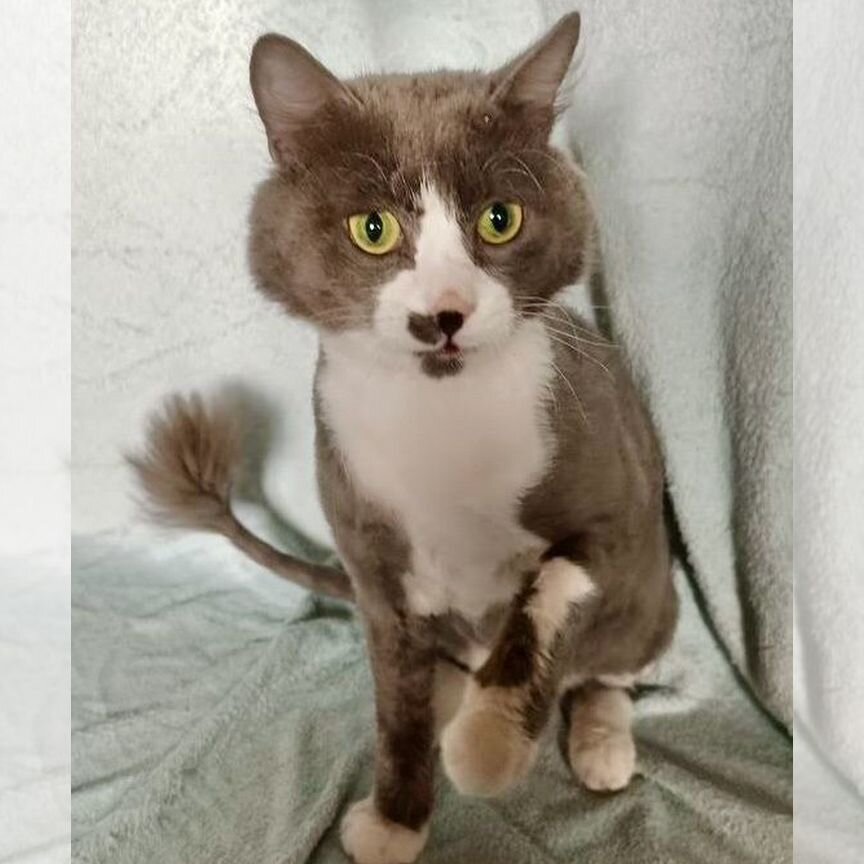 Нибелунг, взрослый кот