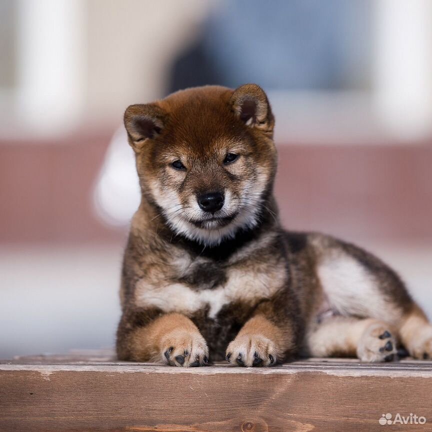 Щенки сиба окрасом сезам