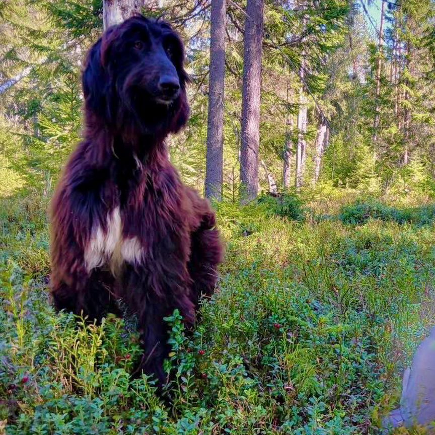 Афганская борзая