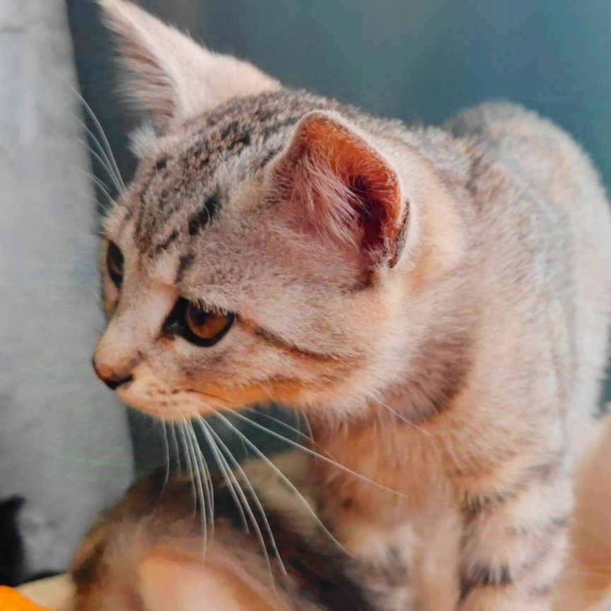 Котёночек котёнок котейка