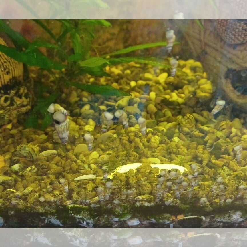 Улитки мелании