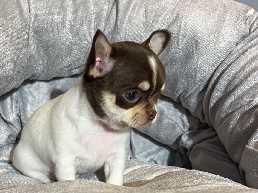 Щенки чихуахуа бело/ шоколадный