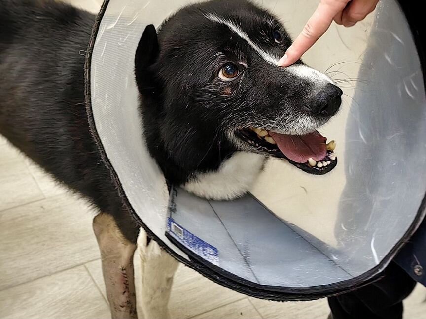 Клёвый спасенный пёс в добрые руки