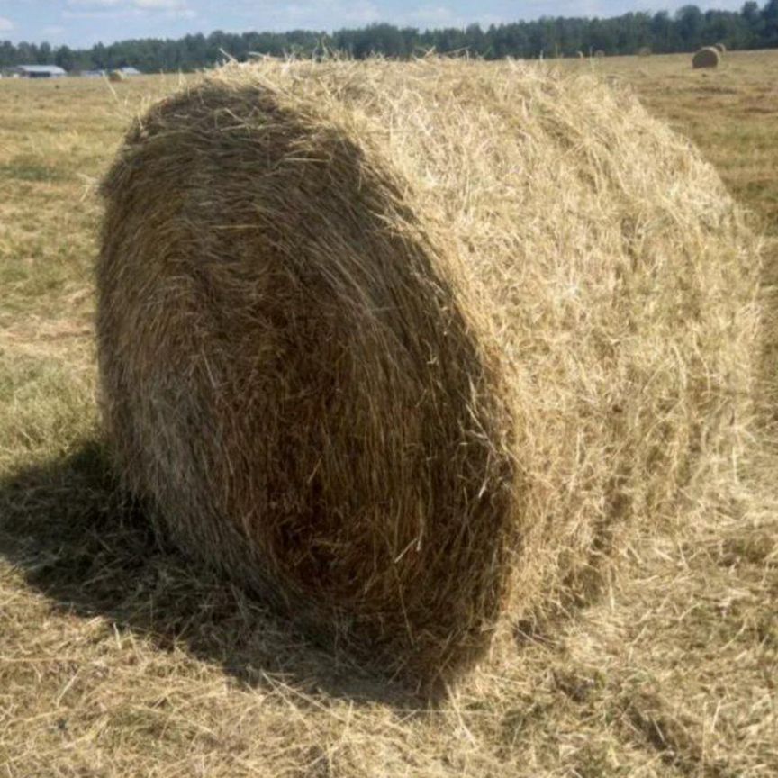 Сено в рулонах