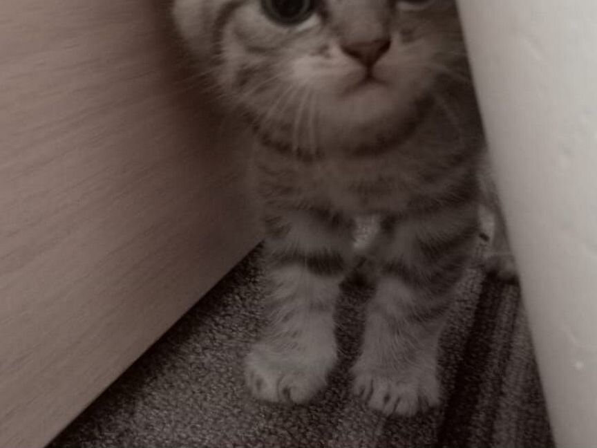 Шотландская