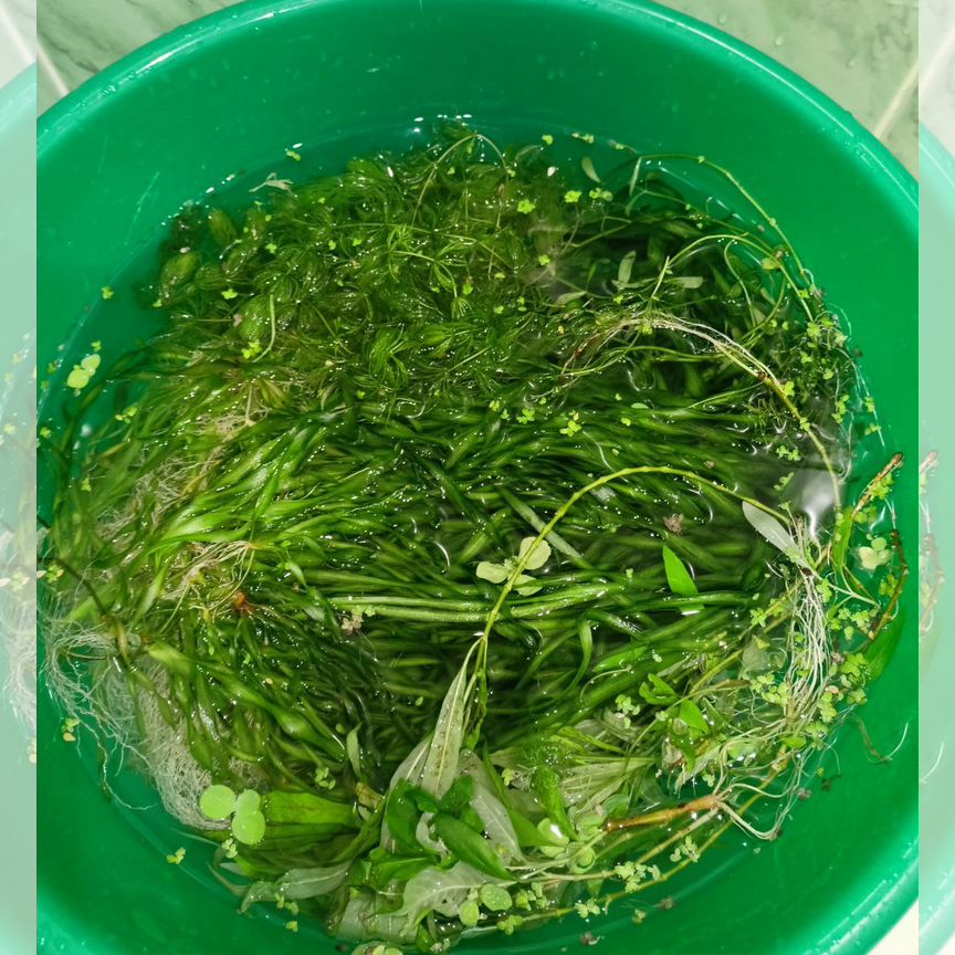 Прополка валлиснерии