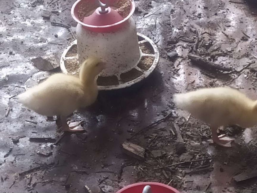 Утята муларды подрощеные больше 10 дней