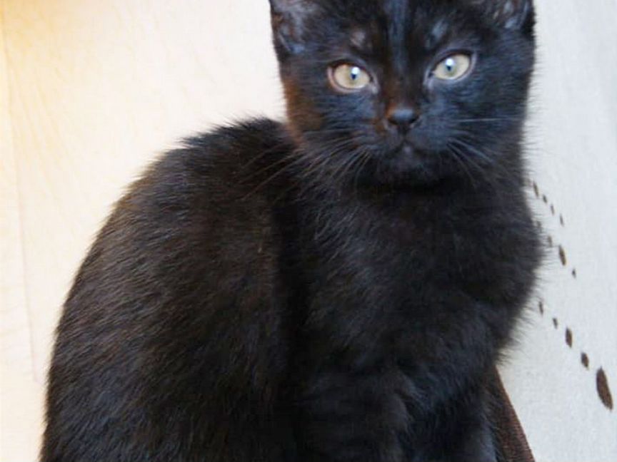 Кошка