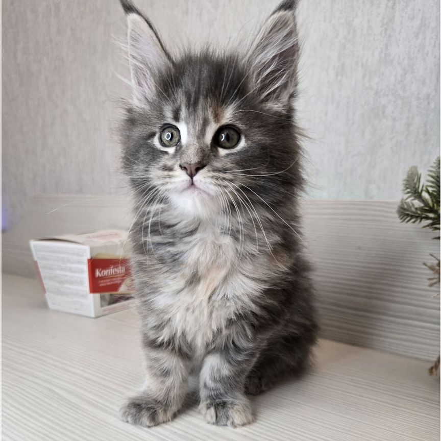 Мейн-кун котёнок