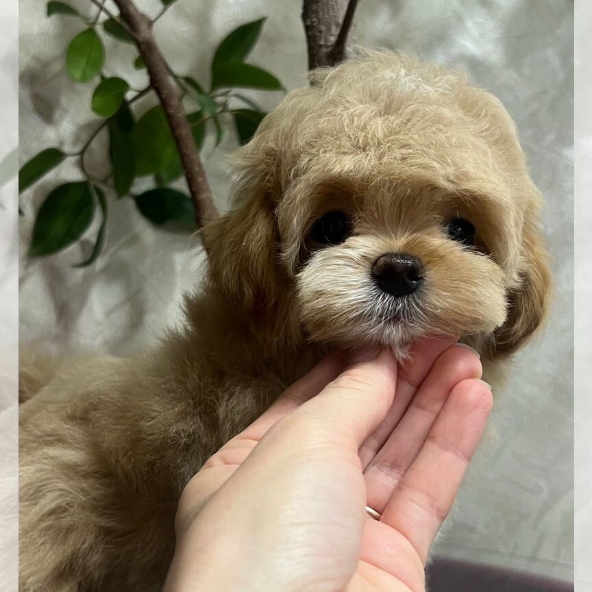 Мальтипу, щенок