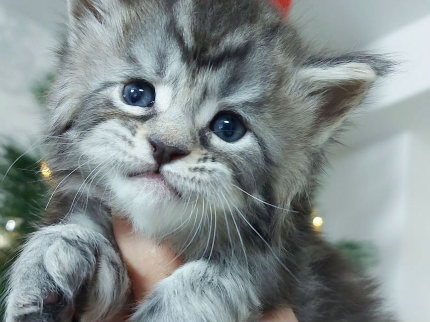 Котята полидакты 7/7/6/6