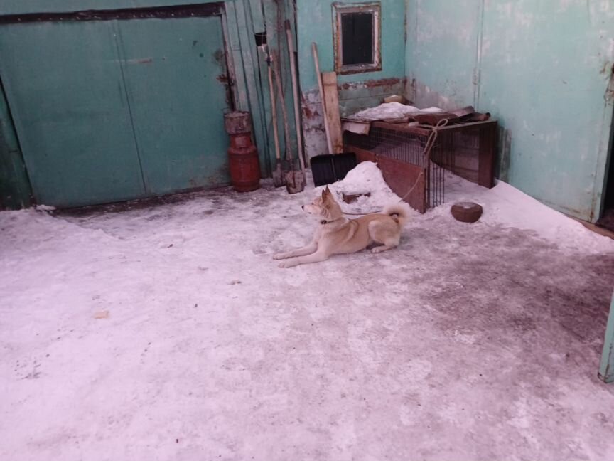 Продам лайку