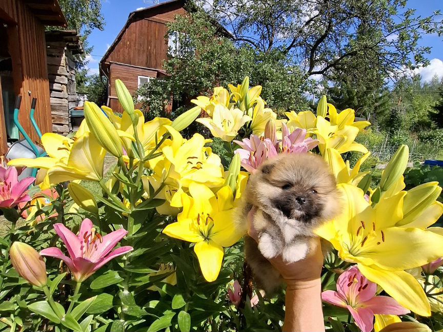 Померанский шпиц медвежьего типа