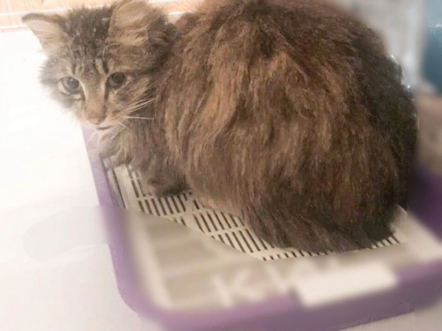 Кот
