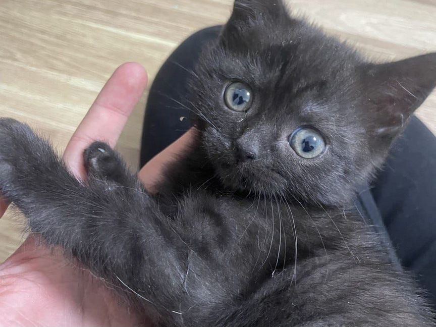 Шотландские котята