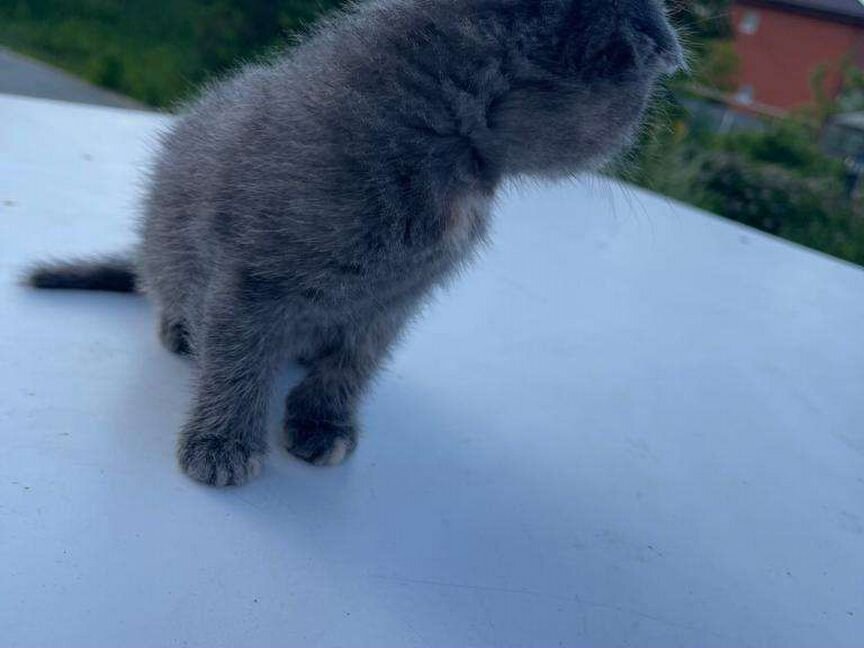 Вислоухая кошка серая