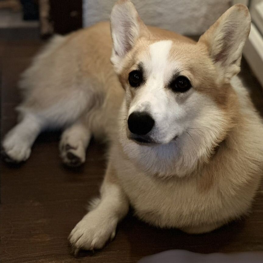 Шикарный Корги для прекрасной невесты