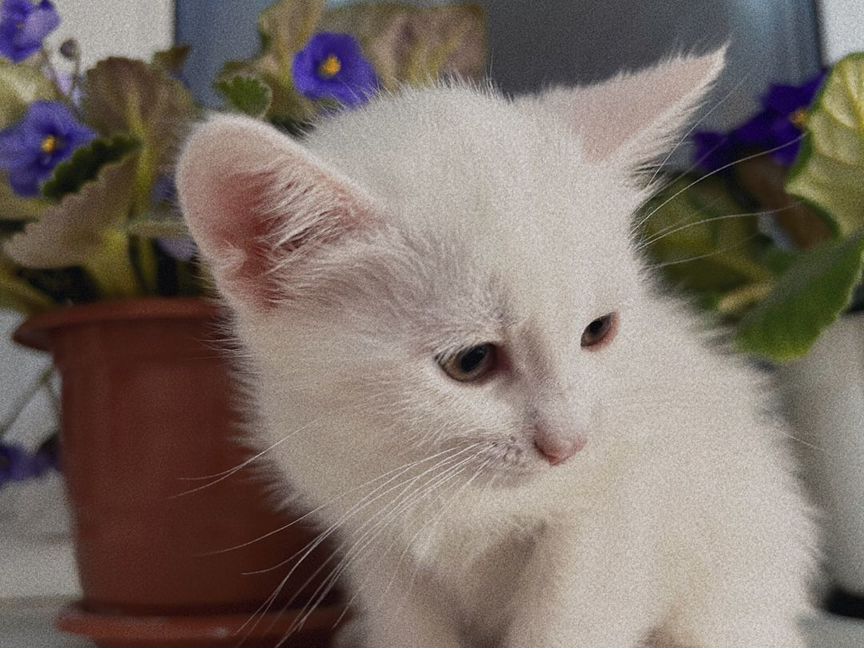 Белый котенок 2 месяца / без породы