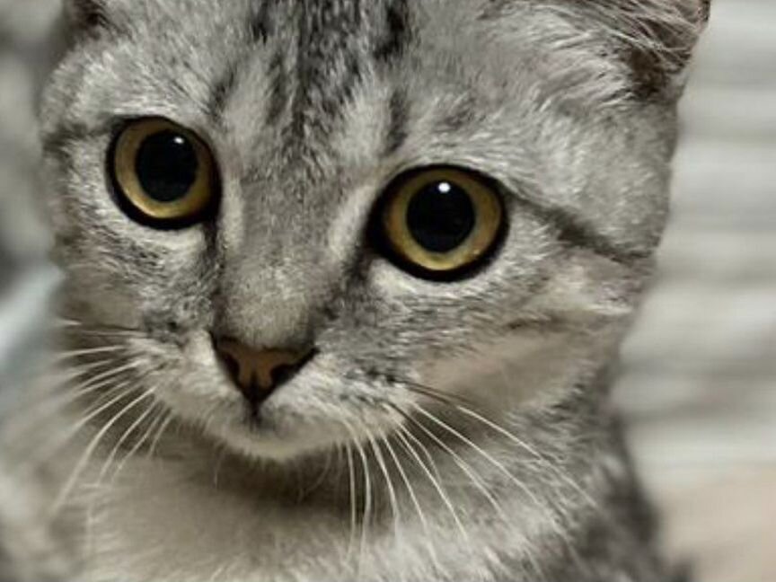 Особенный котенок в поиске дома