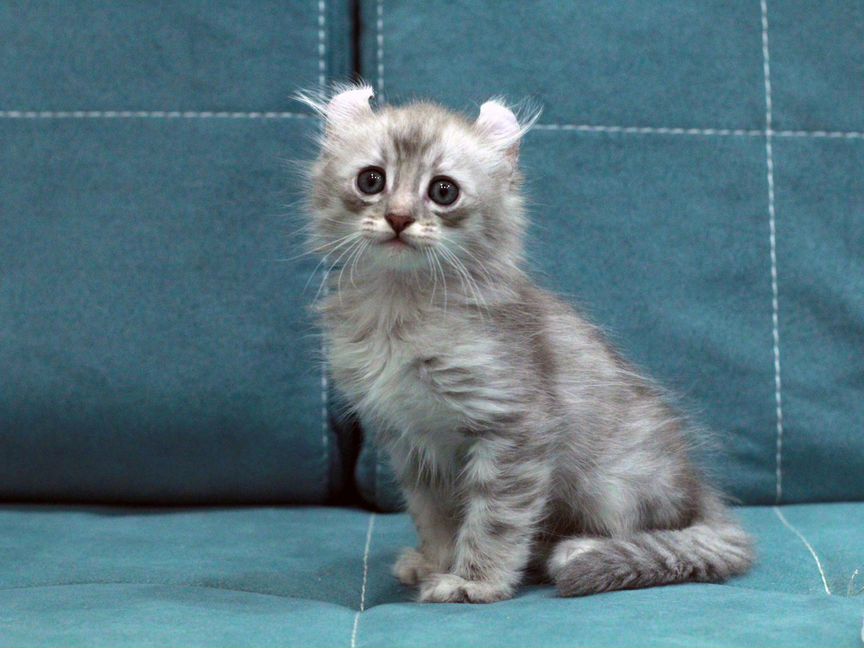 Американский кёрл