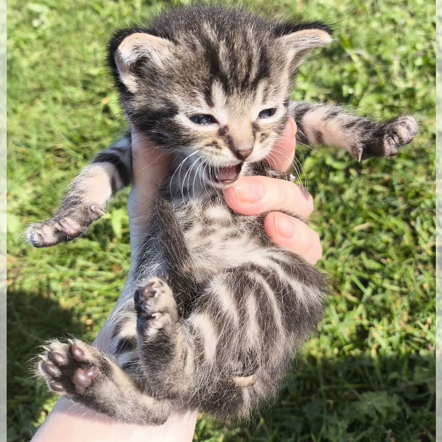 Котёнок в добрые руки