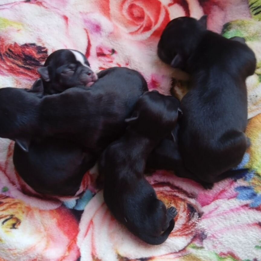 Чихуахуа, щенок