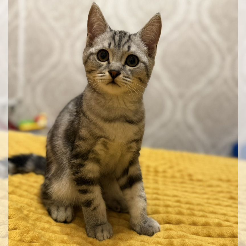 Шотландский прямоухий короткошёрстный котёнок