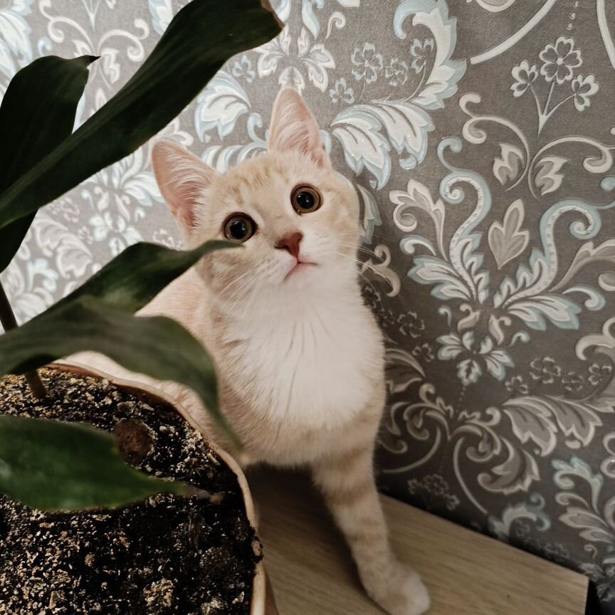 Котенок Персик